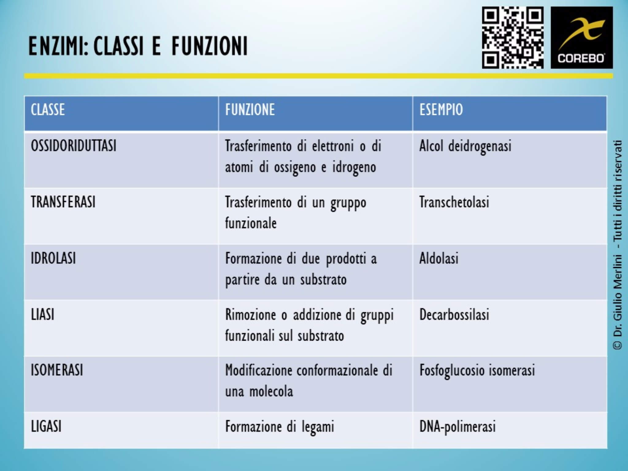 Enzimi: struttura e funzioni quello che devi sapere - COREBO