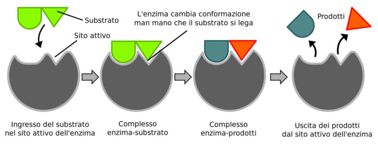 Enzimi: struttura e funzioni quello che devi sapere - COREBO