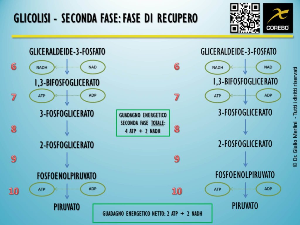 Glicolisi - La Guida: conoscerla e comprenderla - COREBO