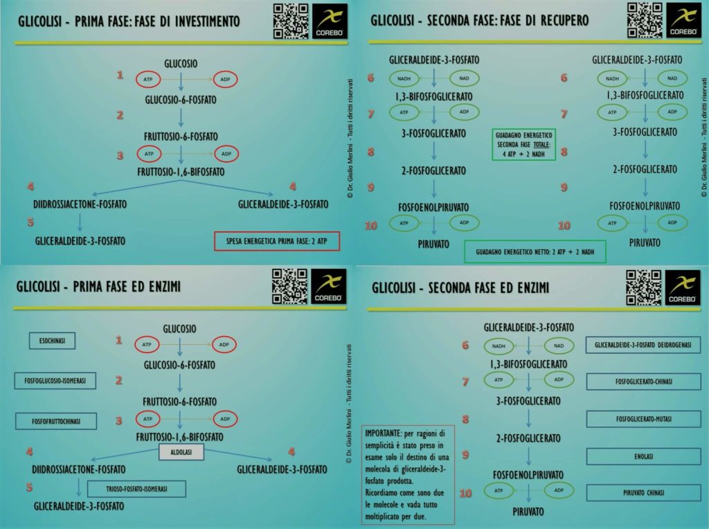 Ciclo Della Glicolisi Alla Scoperta Dei Tre Sistemi Energetici Del