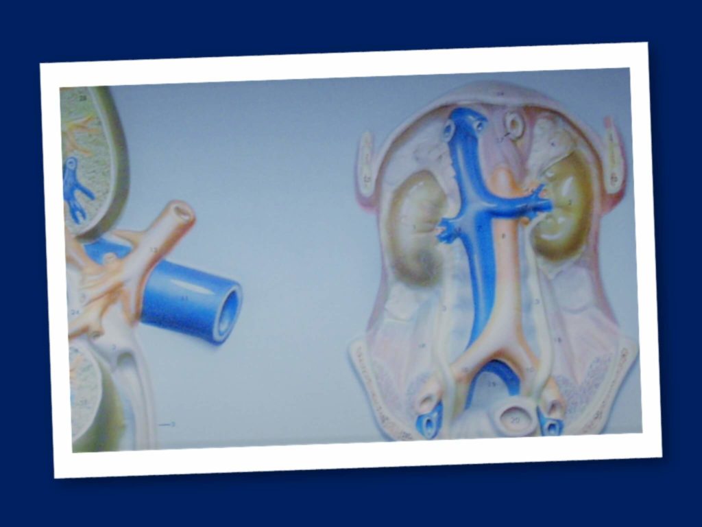 Sistema renina angiotensina: la regolazione della pressione - COREBO