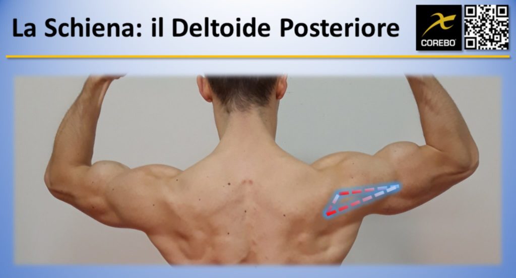 Muscoli della schiena: anatomia e funzione - COREBO