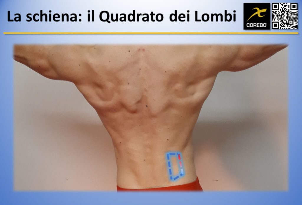 Muscoli della schiena: anatomia e funzione - COREBO