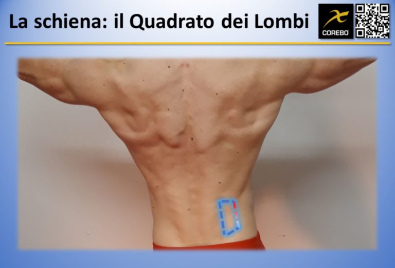Muscoli della schiena: anatomia e funzione - COREBO