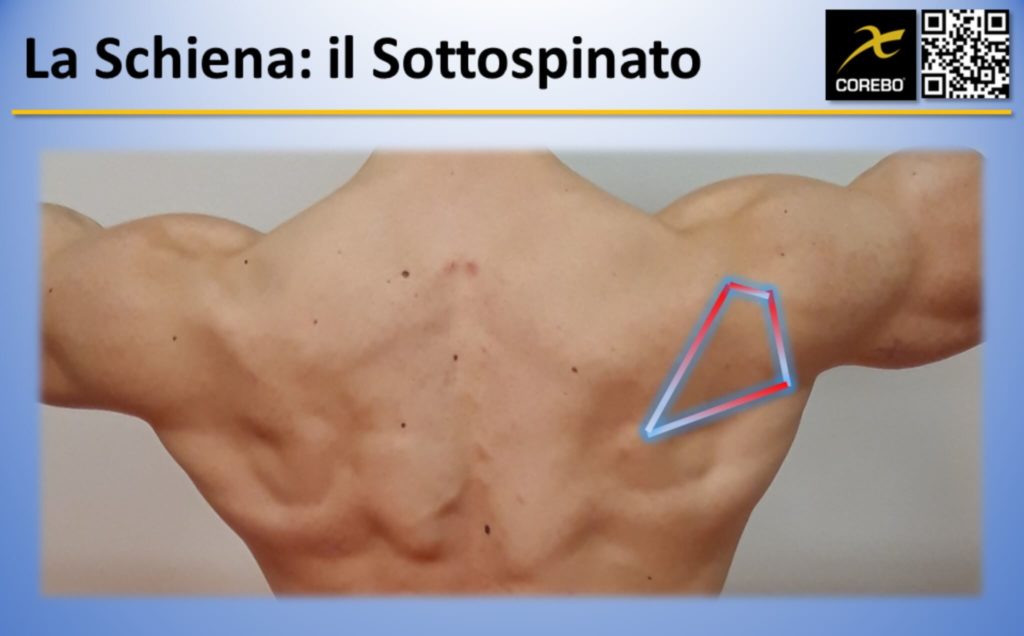 Muscoli della schiena: anatomia e funzione - COREBO