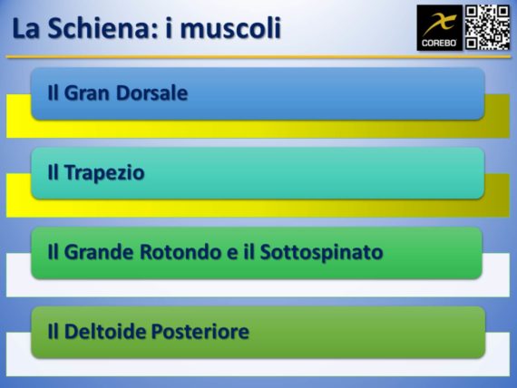 Muscoli della schiena: anatomia e funzione - COREBO