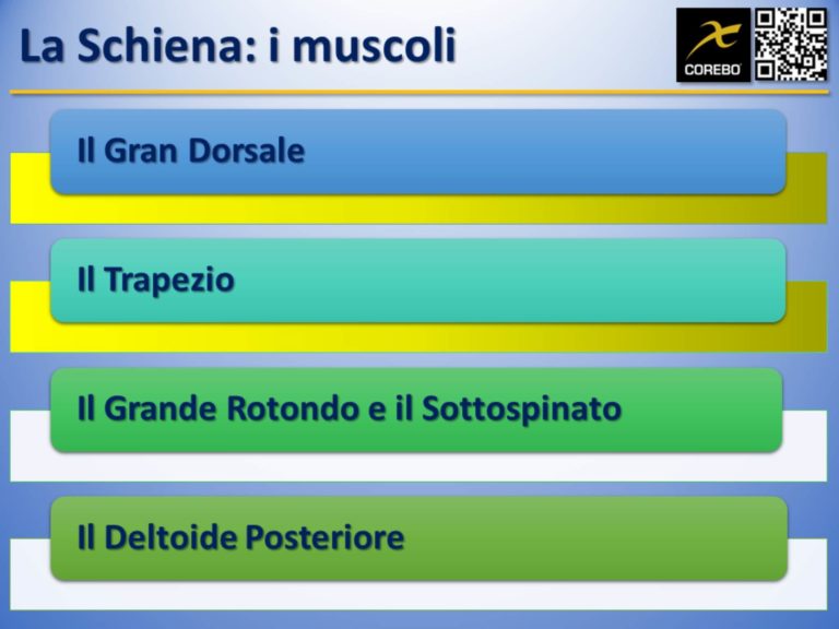 Muscoli della schiena: anatomia e funzione - COREBO