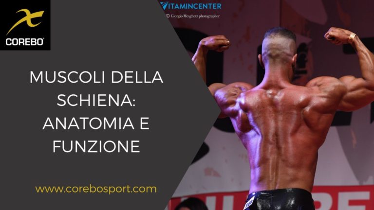 Muscoli della schiena: anatomia e funzione - COREBO