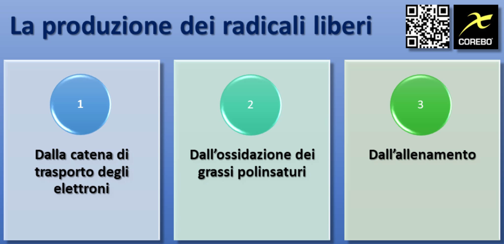 Radicali liberi e ipertrofia muscolare: cosa c'è da sapere - COREBO
