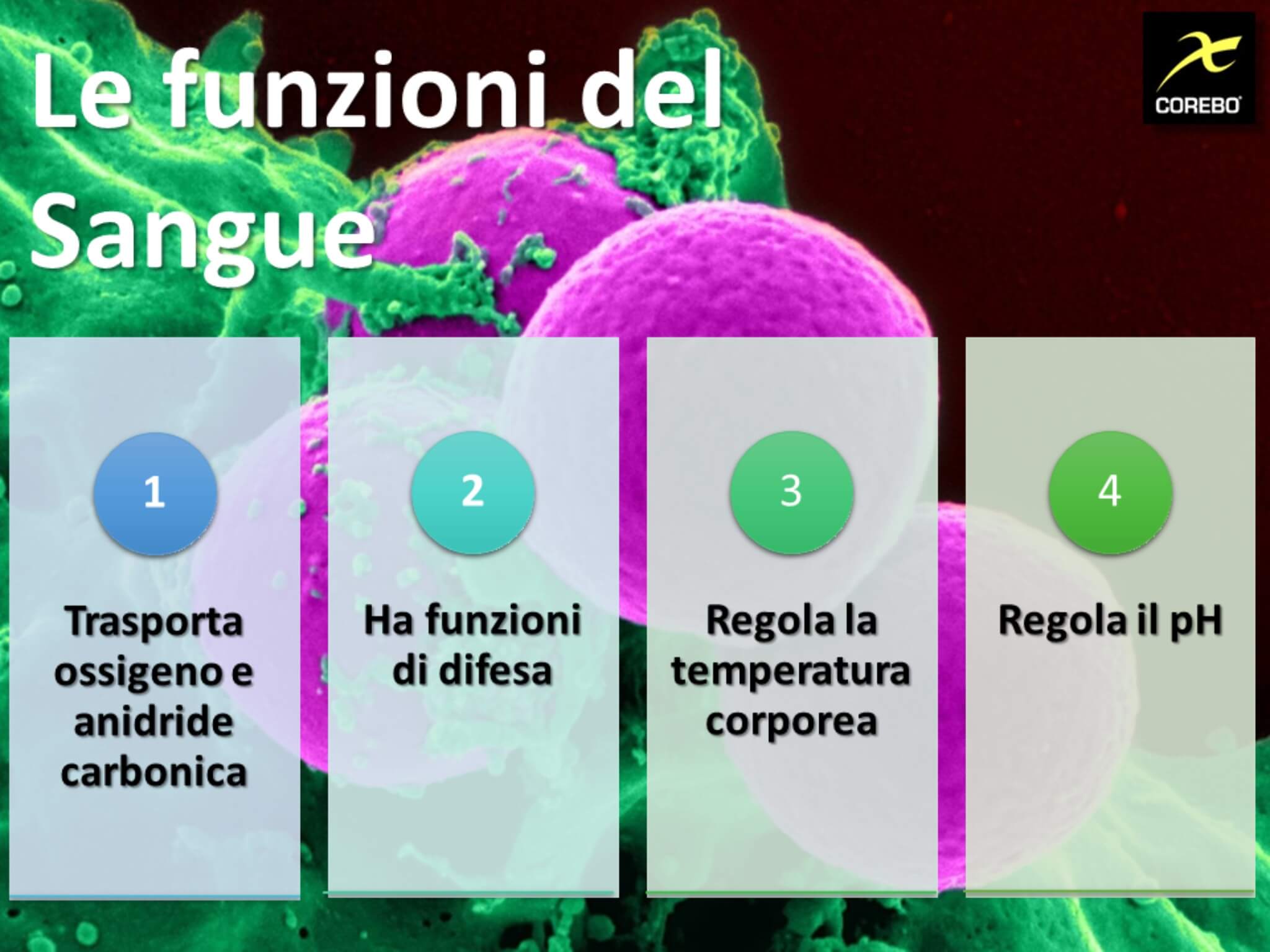 Il sangue: funzioni e composizione del volume ematico - COREBO