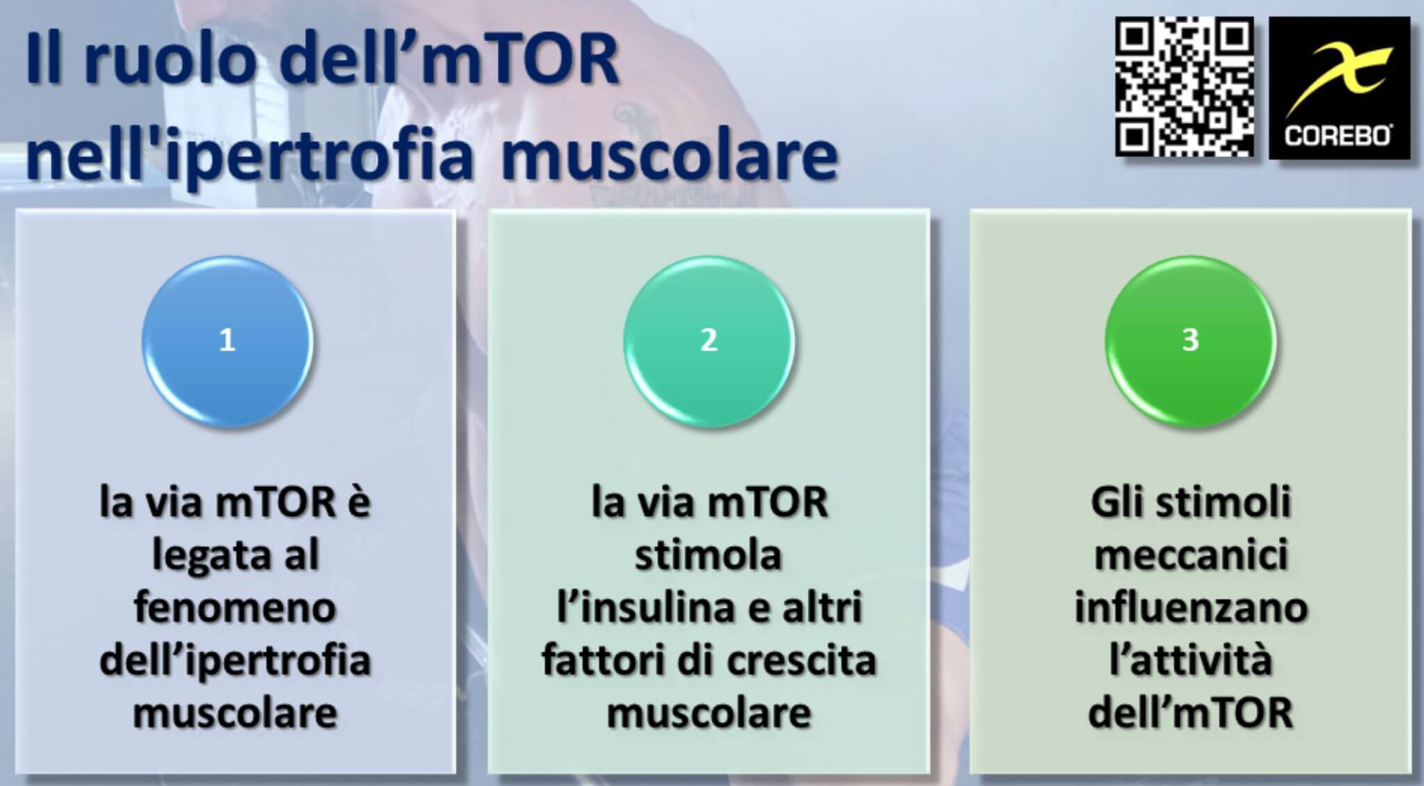 Ipertrofia muscolare: il ruolo dei carichi pesanti - COREBO
