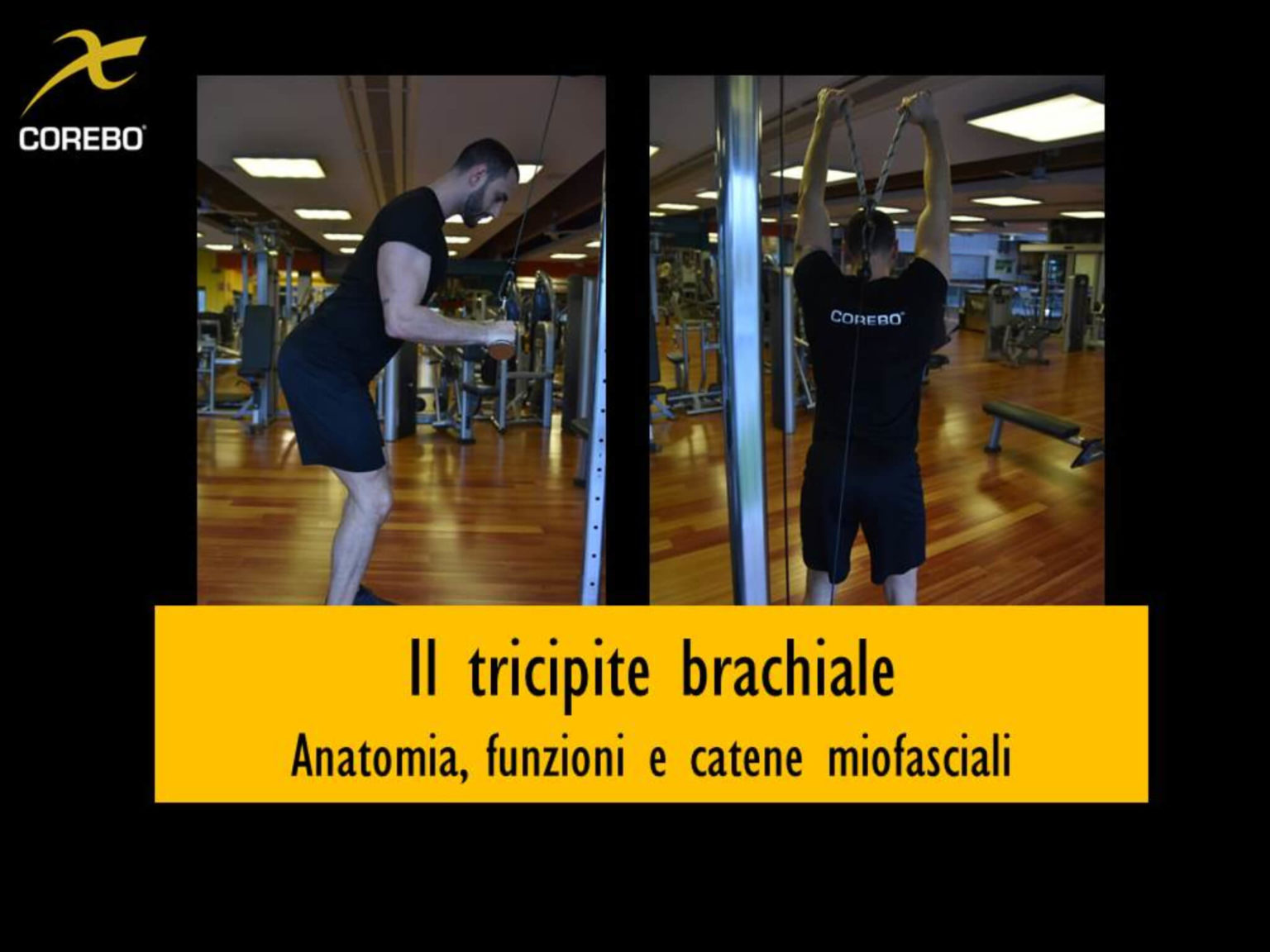 Tricipite brachiale: anatomia, funzioni e catene miofasciali - COREBO